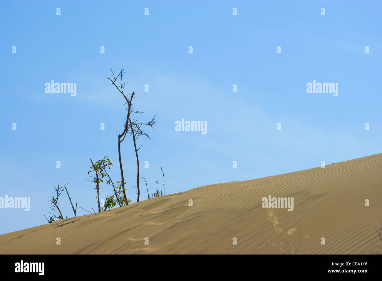 arid background beach bush clear desert desolate drought dry dune earth ...