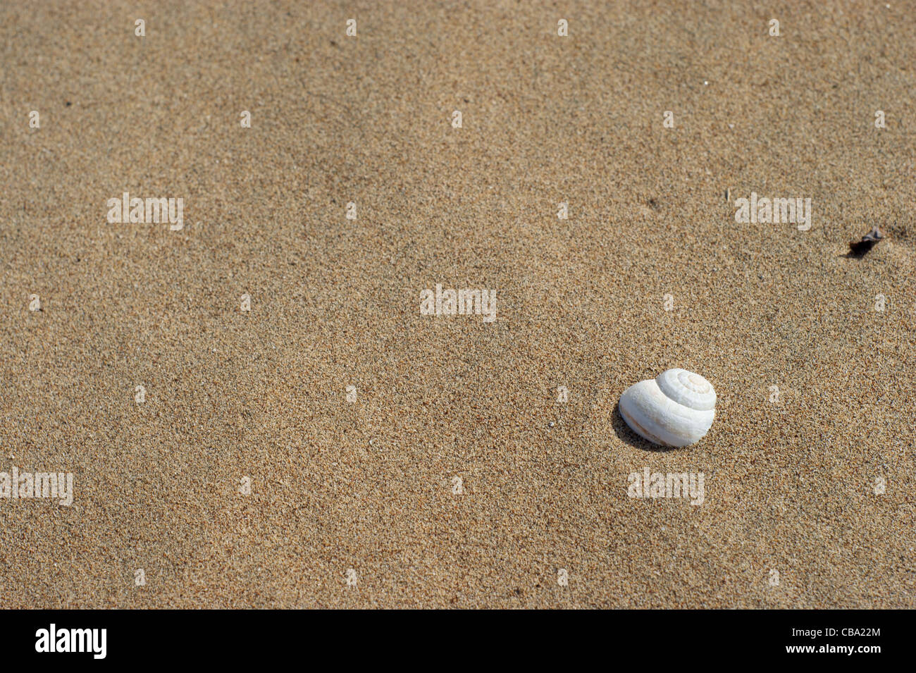Shell in the beach sand Stock Photo - Alamy