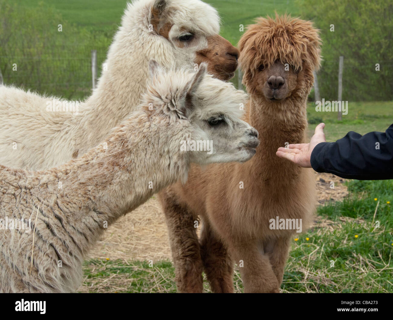Three alpaca looking at food in an outstretched hand Stock Photo - Alamy