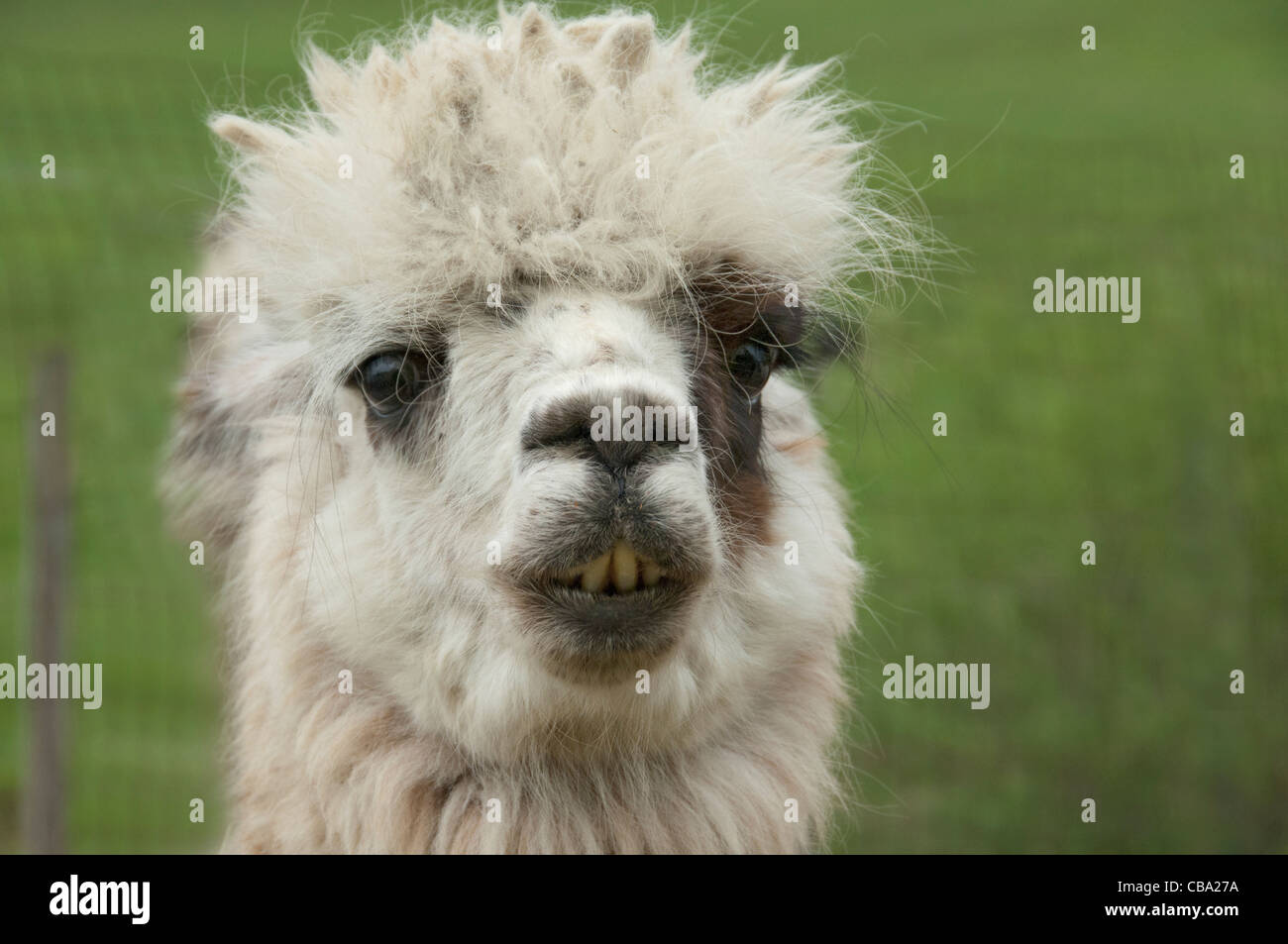 Animal face with teeth hi-res stock photography and images - Alamy