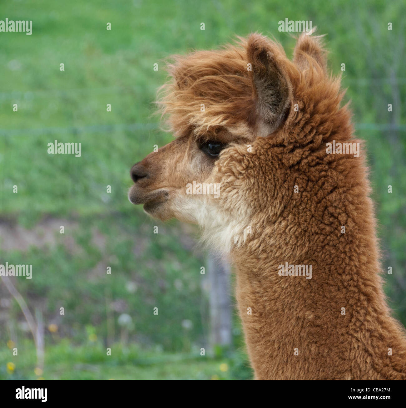 One alpaca closeup of face profile Stock Photo - Alamy