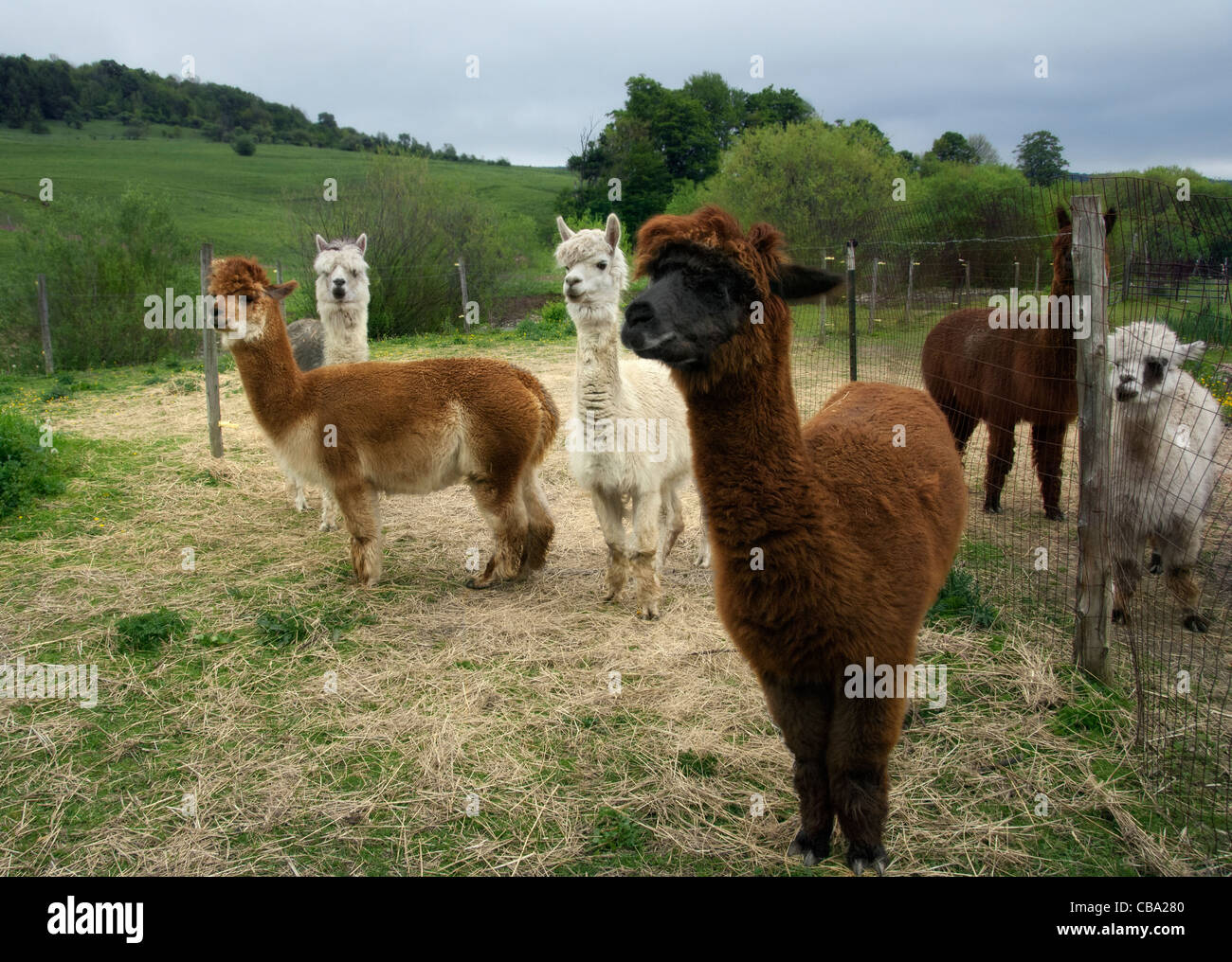 Alpaca on a farm Stock Photo - Alamy