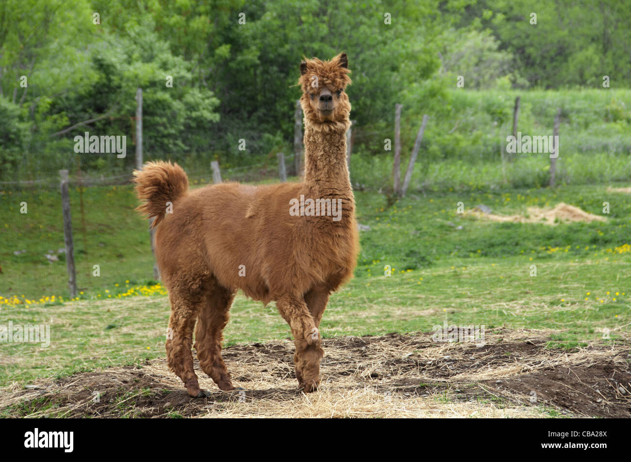 Alpaca standing hi-res stock photography and images - Alamy