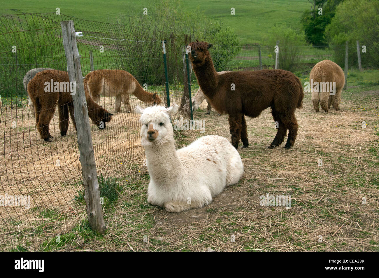 Alpaca sitting eating hi-res stock photography and images - Alamy
