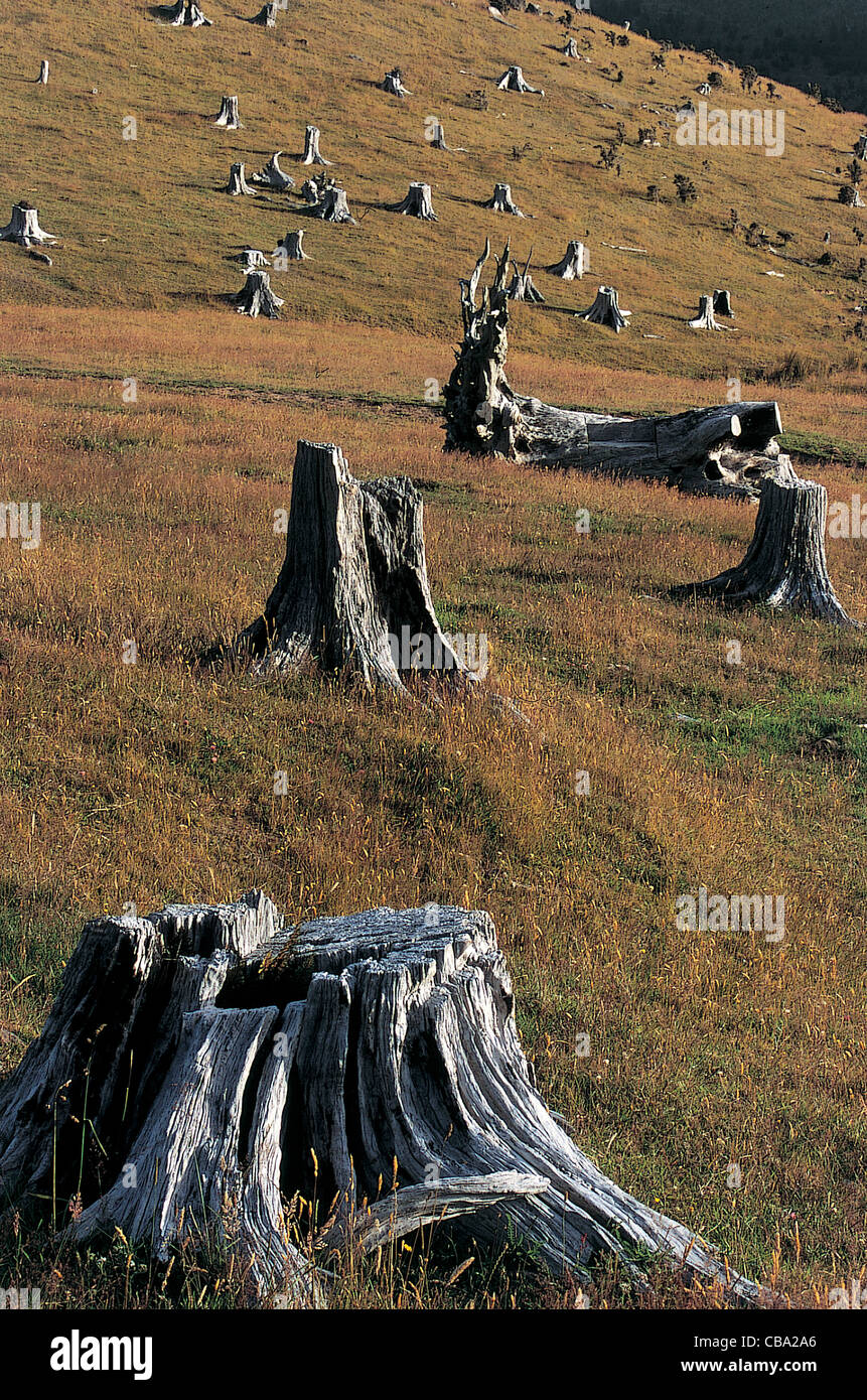 Old tree stumps. Banks Peninsula, Canterbury, South Island, New Zealand ...