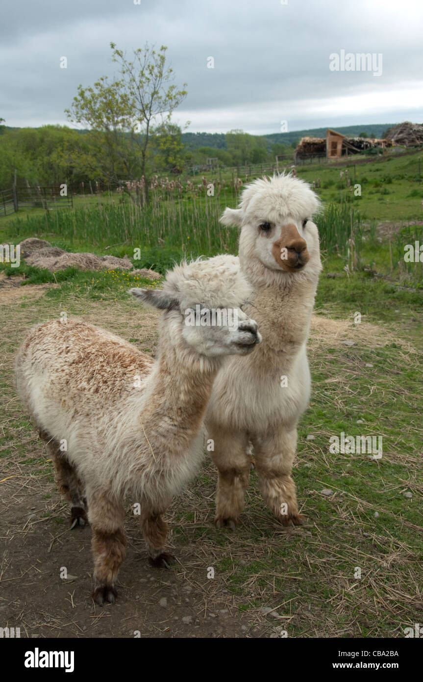 Two alpaca in a farm field Stock Photo - Alamy