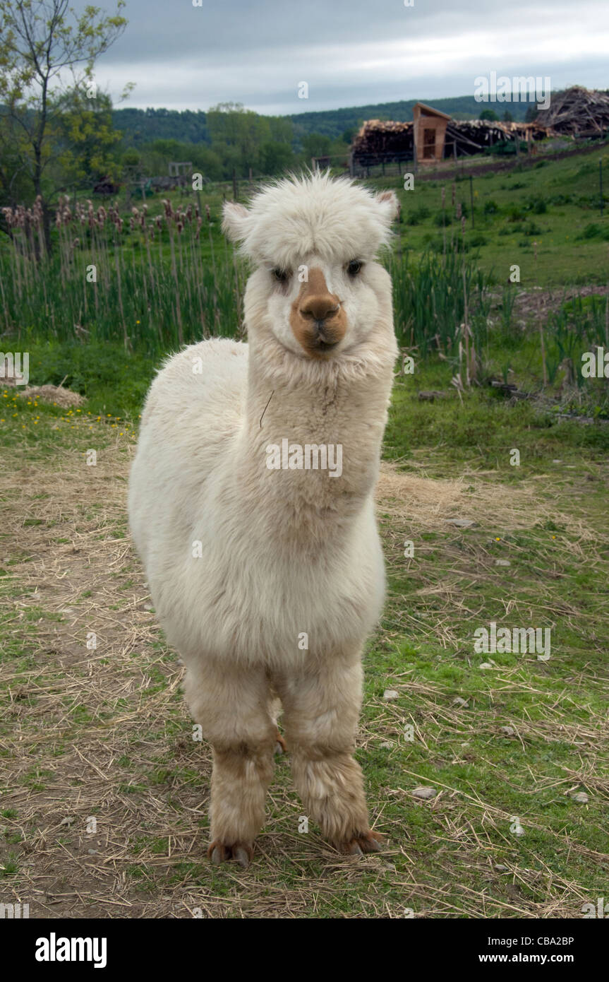 One alpaca in a field Stock Photo - Alamy