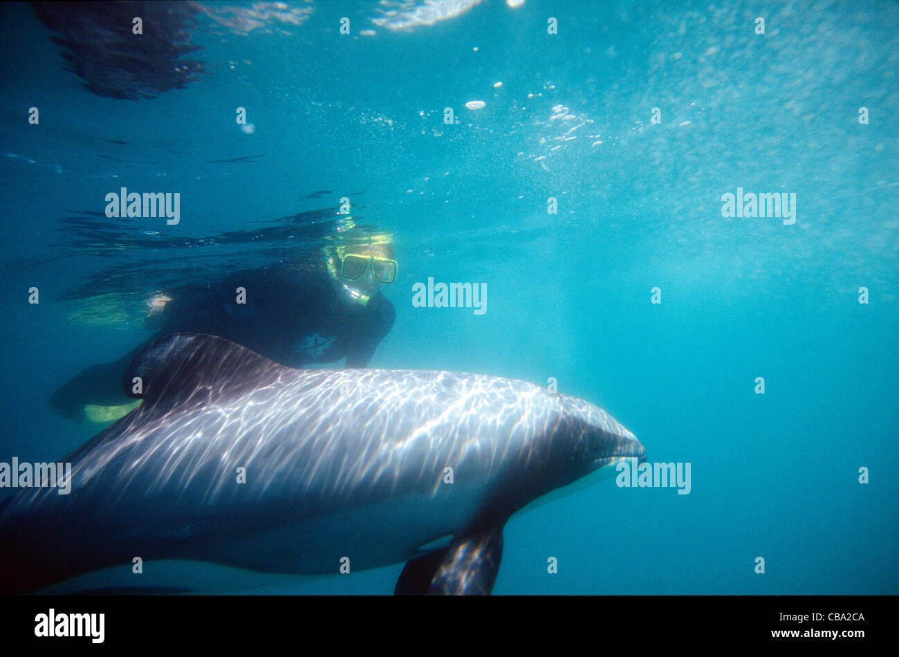 Snorkeler with Hectors Dolphin in Akaroa Harbor. Akaroa, Banks ...