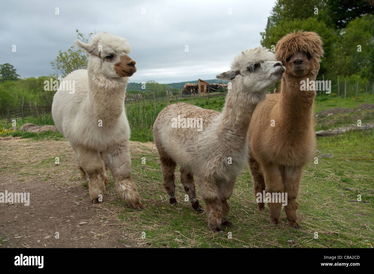 Three alpaca on a farm Stock Photo - Alamy