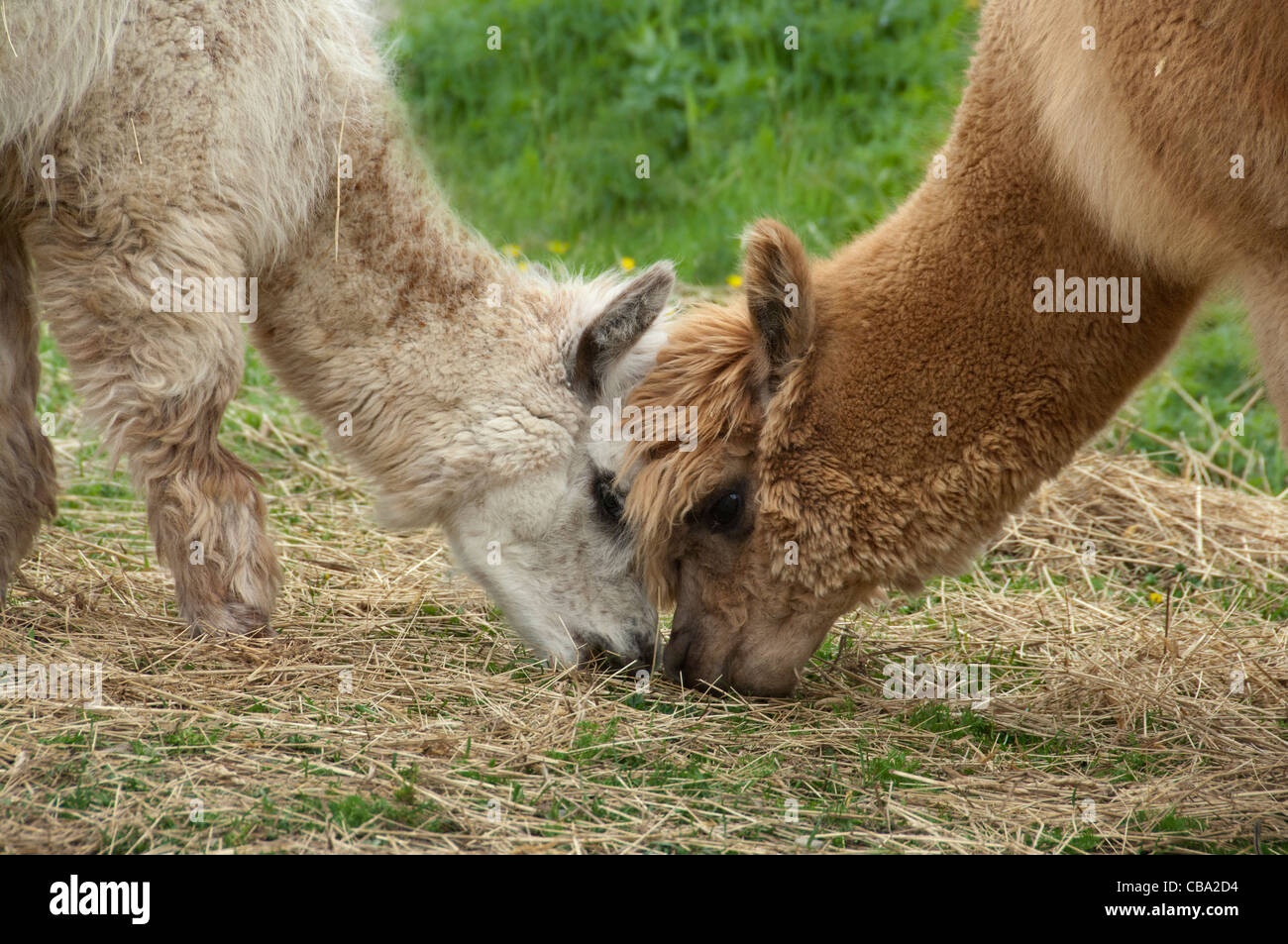 Closeup of two alpaca Stock Photo - Alamy