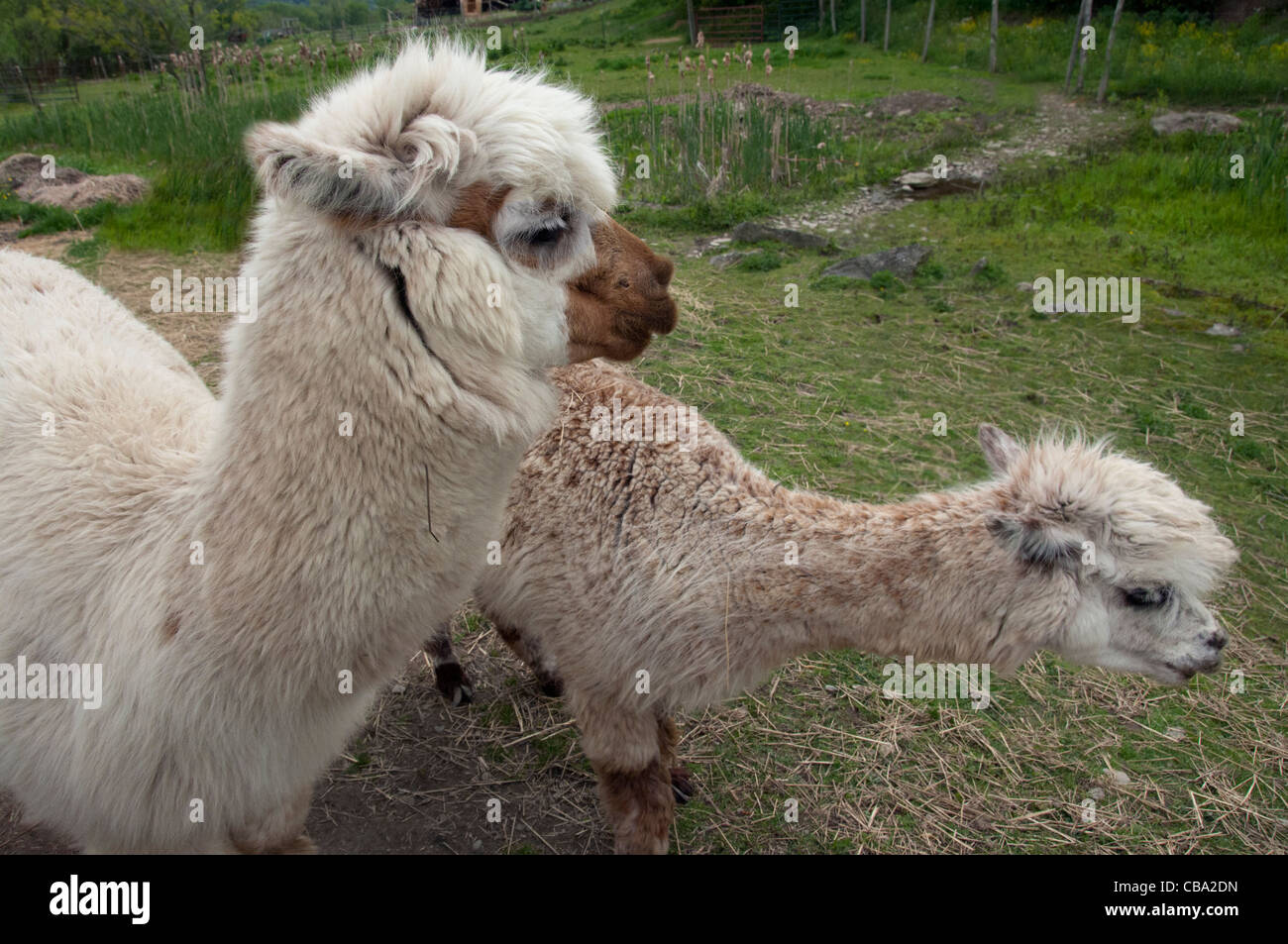 Two farm animals hi-res stock photography and images - Alamy