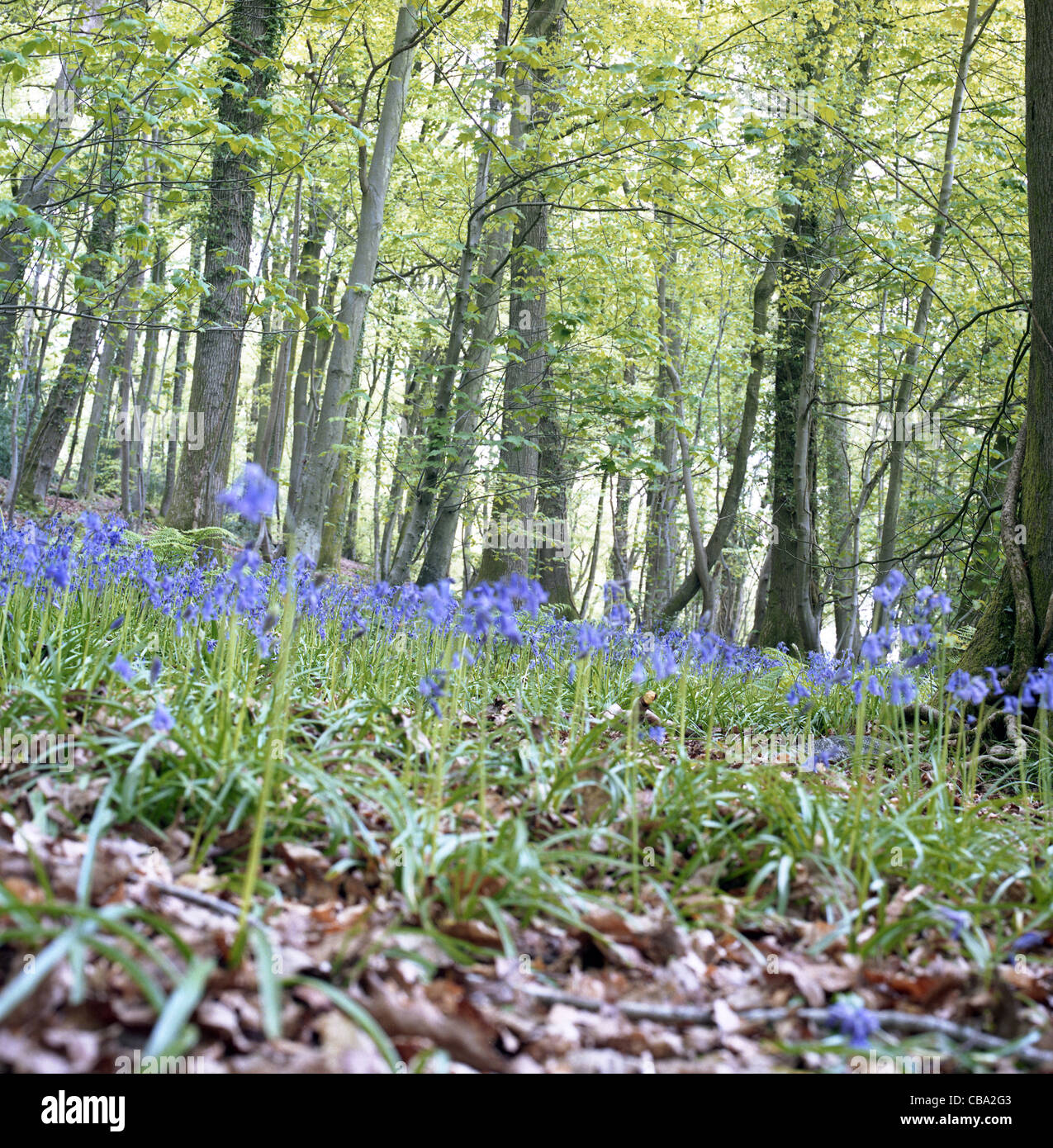 Pale blue bluebell flowers hi-res stock photography and images - Alamy