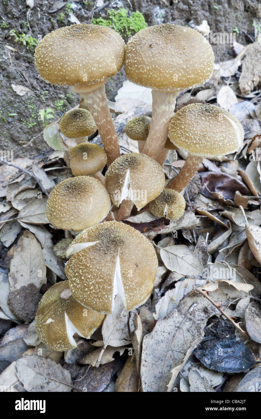 Small colony of fungi in the dry leaves in undergrowth Stock Photo - Alamy