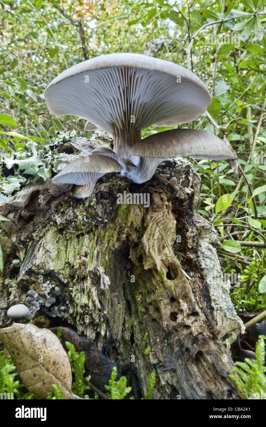 Mycology nature fungus cap caps pileus hi-res stock photography and ...