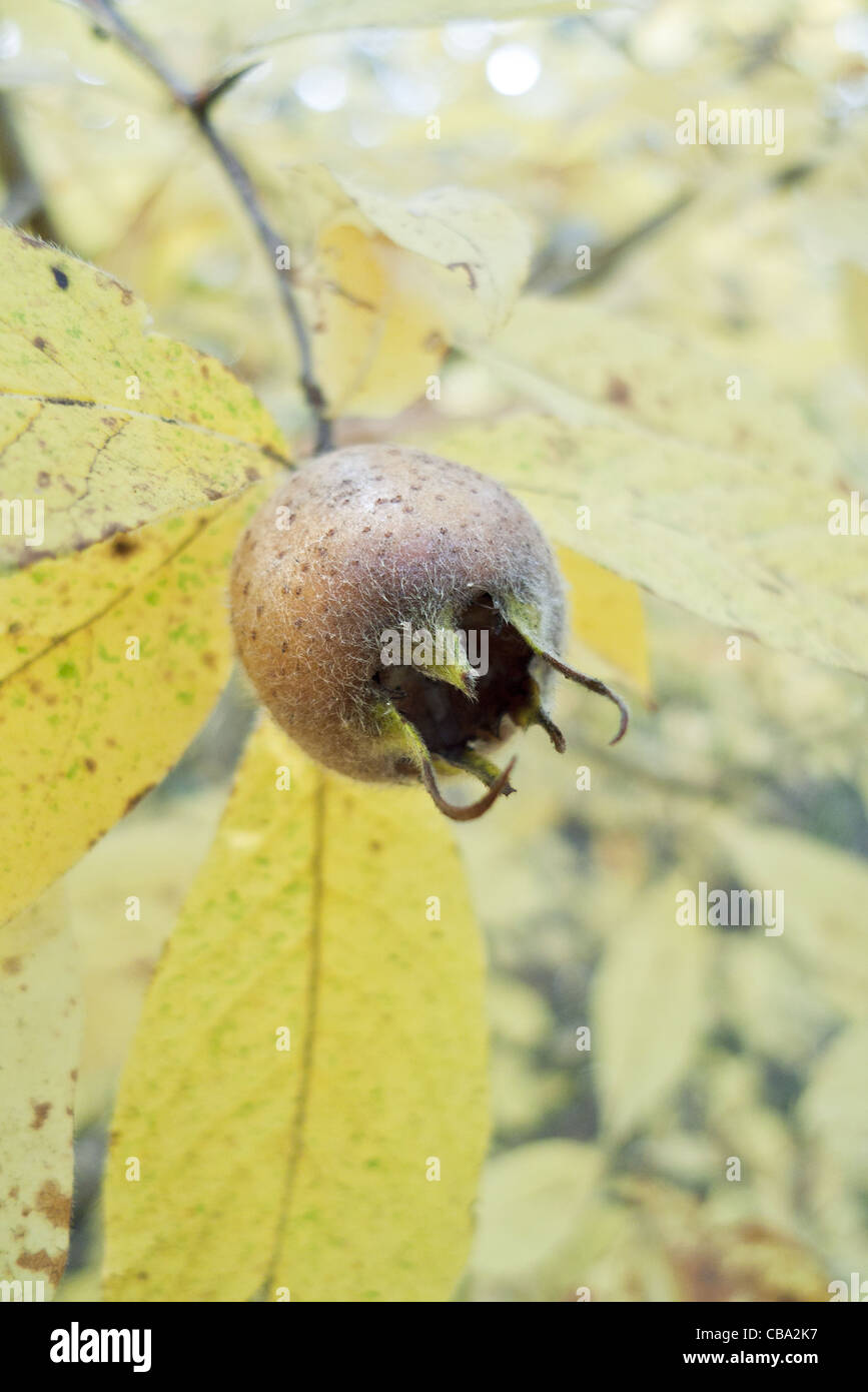Common medlar (Mespilus germanica), foliage and fruit Stock Photo - Alamy