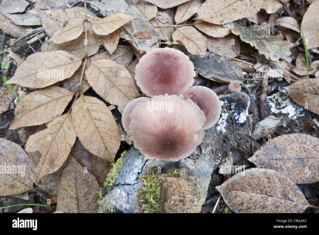 Mycology Nature Fungus Cap Caps Pileus High Resolution Stock ...
