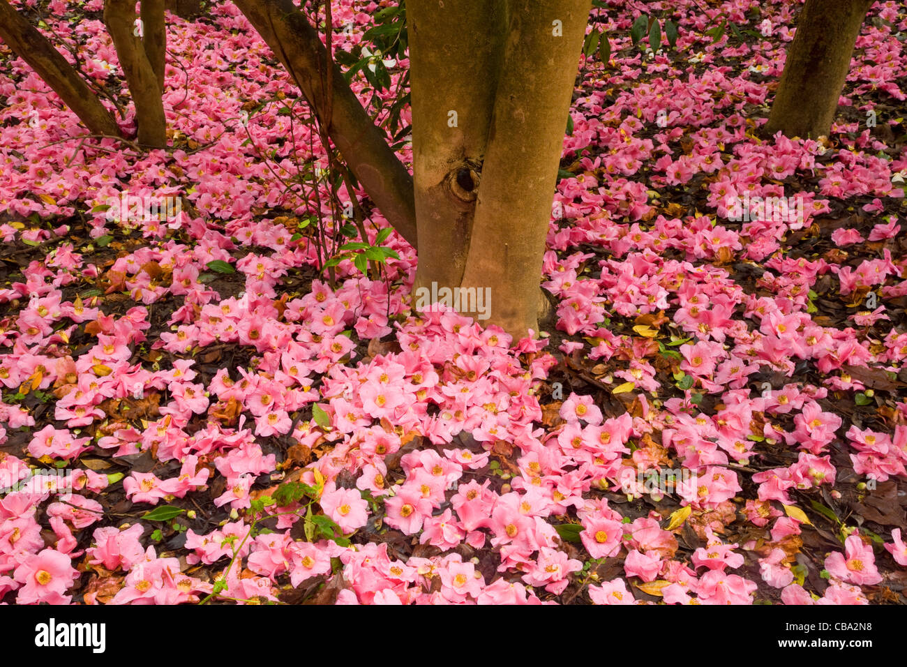 WASHINGTON - Flowers of the camellia bush laying on ground in Seattle's ...