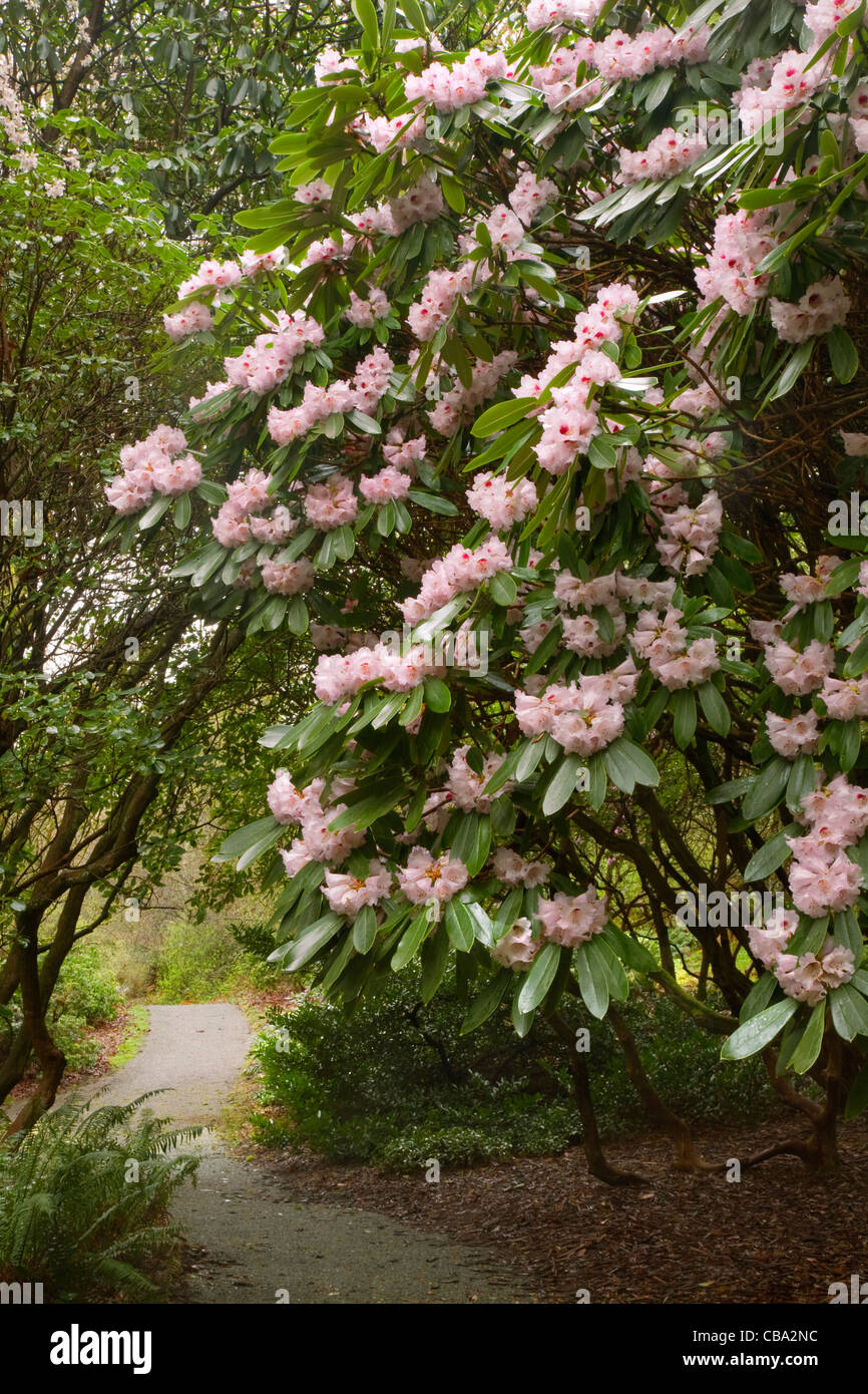 WASHINGTON - Giant rhododendron tree blooming at Seattle's Washington ...