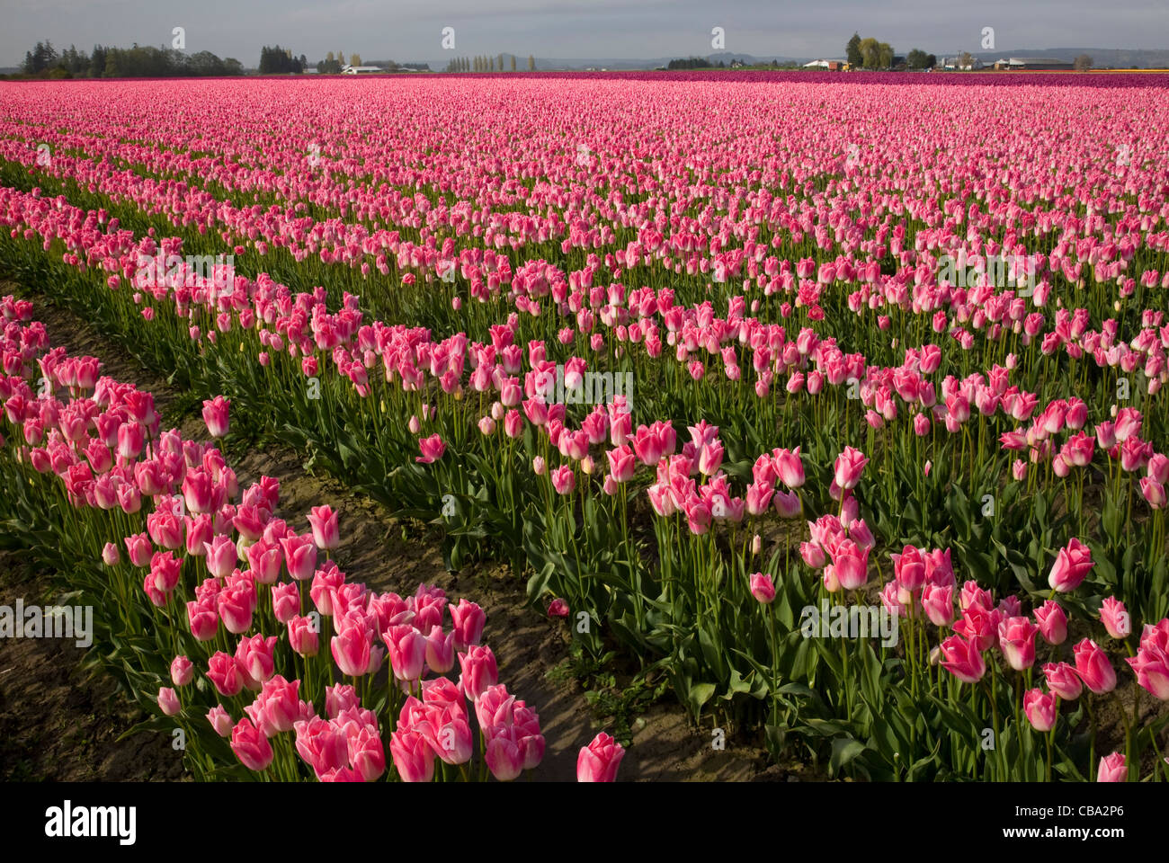 Skagit valley tulip fields washington hi-res stock photography and ...