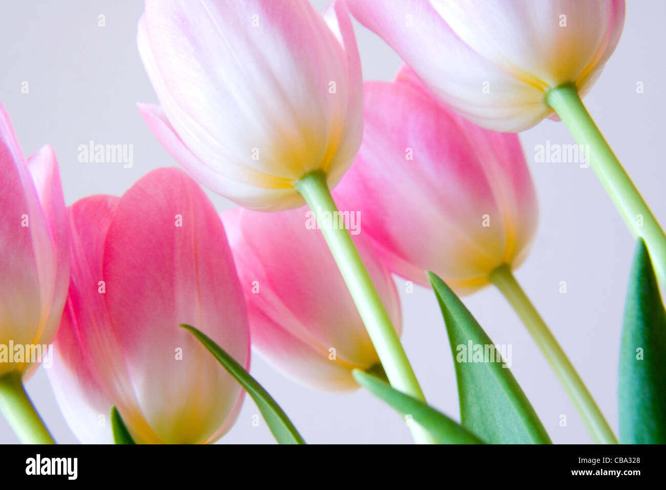 Botanic tulip hi-res stock photography and images - Alamy