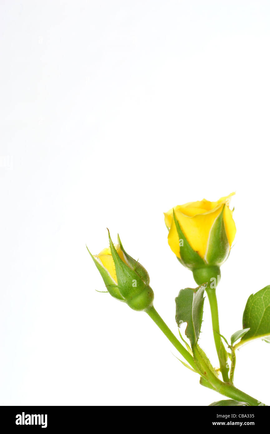 Yellow rose isolated on white background Stock Photo - Alamy
