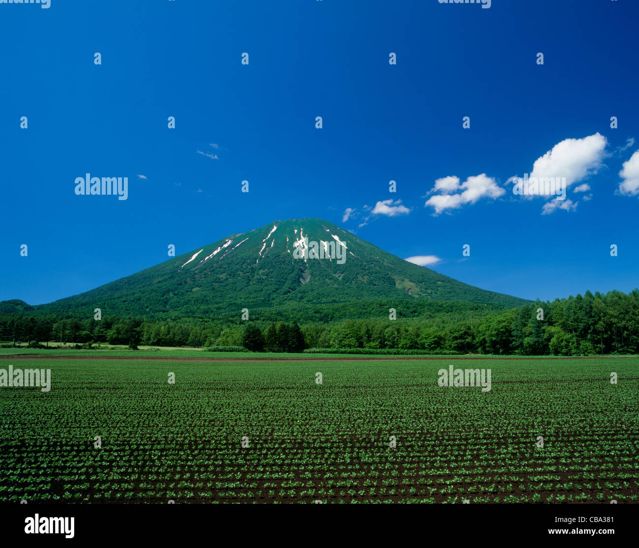 Mount Yotei and Field of Bean, Makkari, Hokkaido, Japan Stock Photo - Alamy
