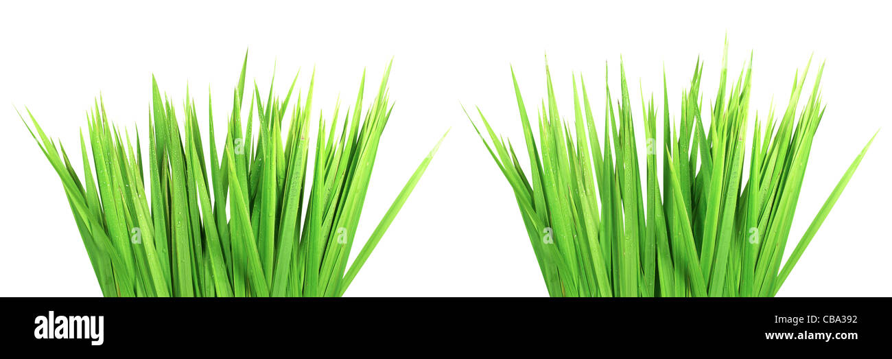 Two bunches of a wet green grass, isolated on white background. In high ...