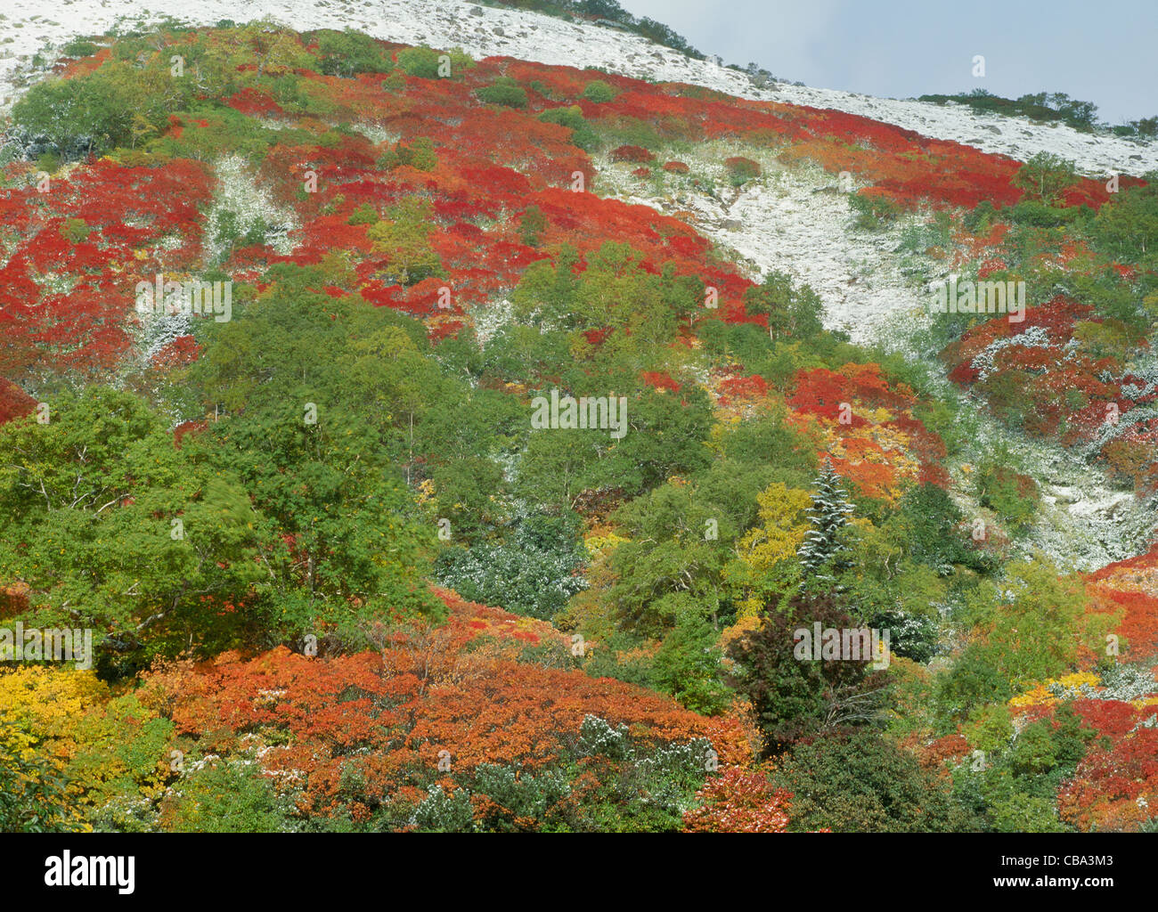 Kamikawa forest hi-res stock photography and images - Alamy