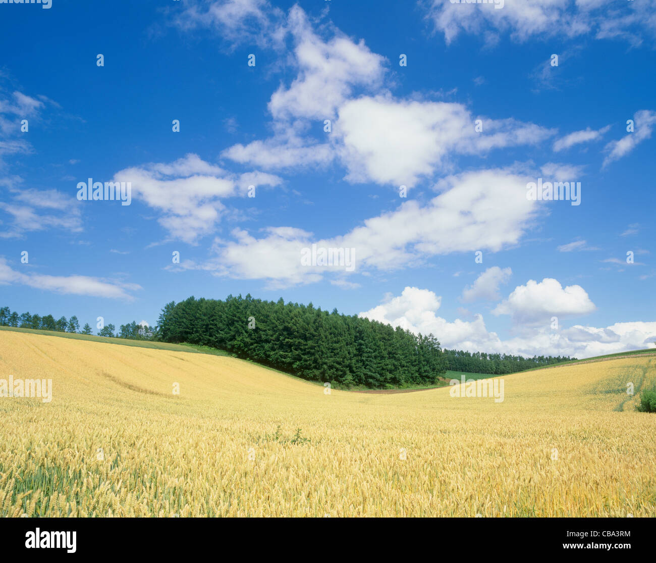 Wheat Field and Larch Hill, Shinsei, Biei, Hokkaido, Japan Stock Photo ...