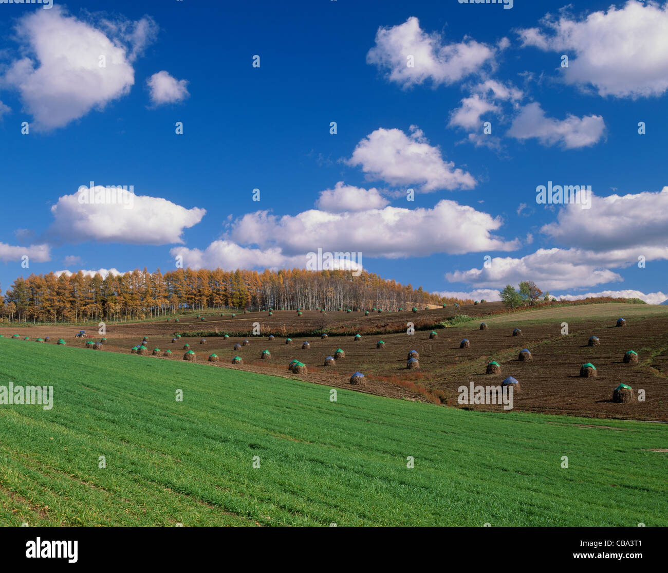 Field and Stack of Beans, Shinsei, Biei, Hokkaido, Japan Stock Photo ...