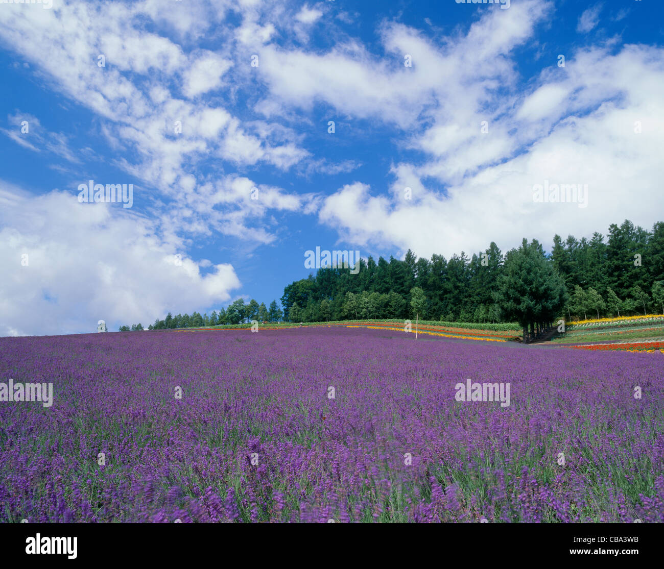 Flower Field of Lavender, Nakafurano, Hokkaido, Japan Stock Photo - Alamy