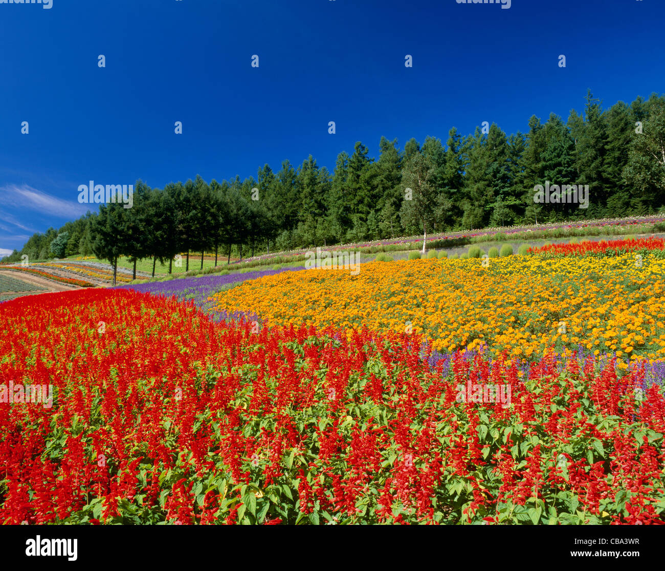 Flower Field, Nakafurano, Hokkaido, Japan Stock Photo - Alamy