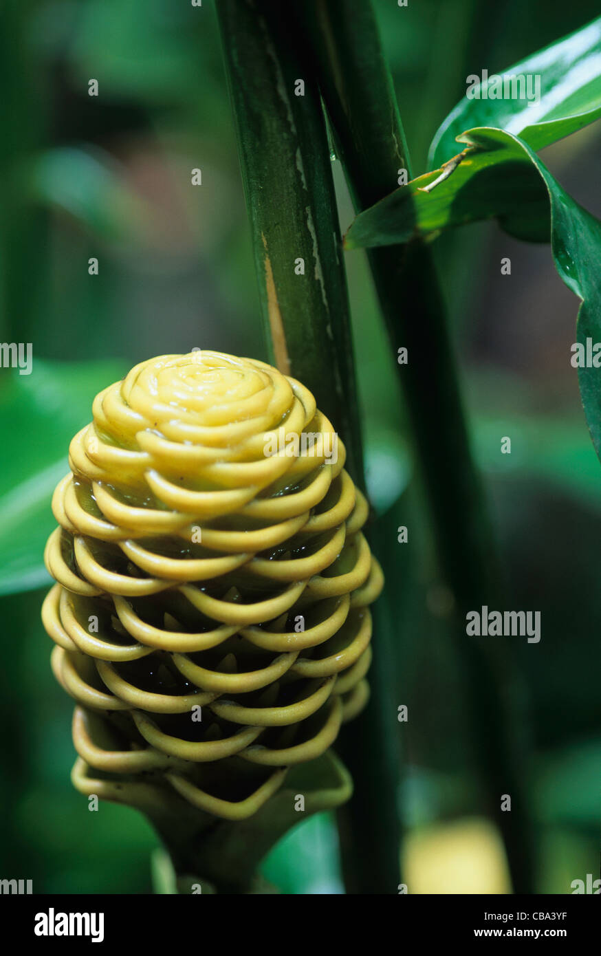 Western Samoa, Upolu Island Ginger flower Stock Photo - Alamy