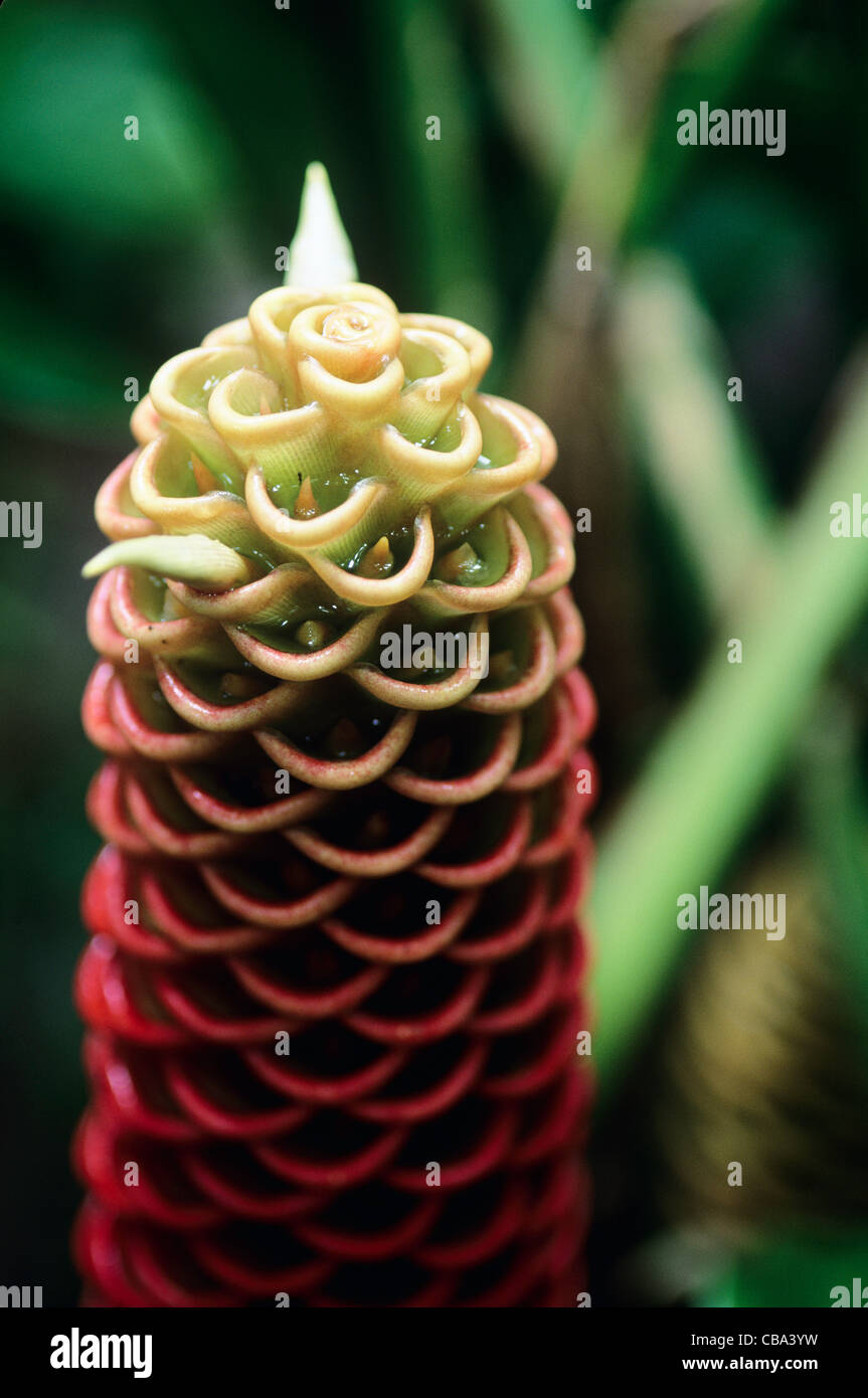 Western Samoa, Upolu Island Ginger flower Stock Photo - Alamy