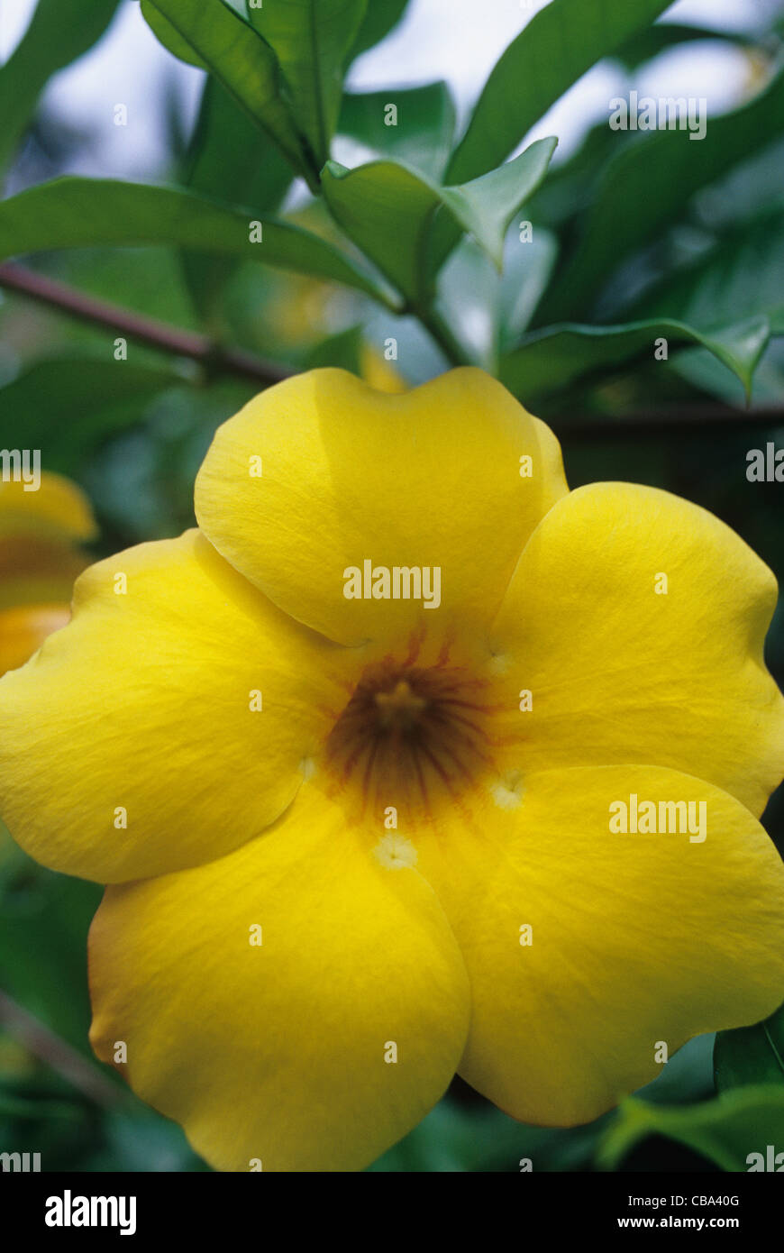 Western Samoa, Upolu Island flower Stock Photo - Alamy