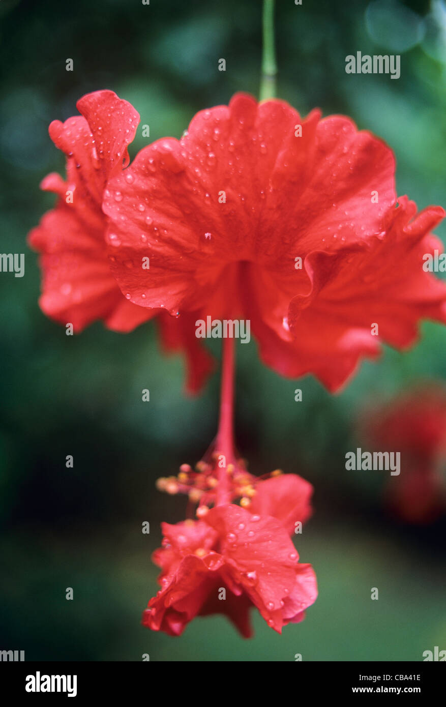 Western samoan hi-res stock photography and images - Alamy