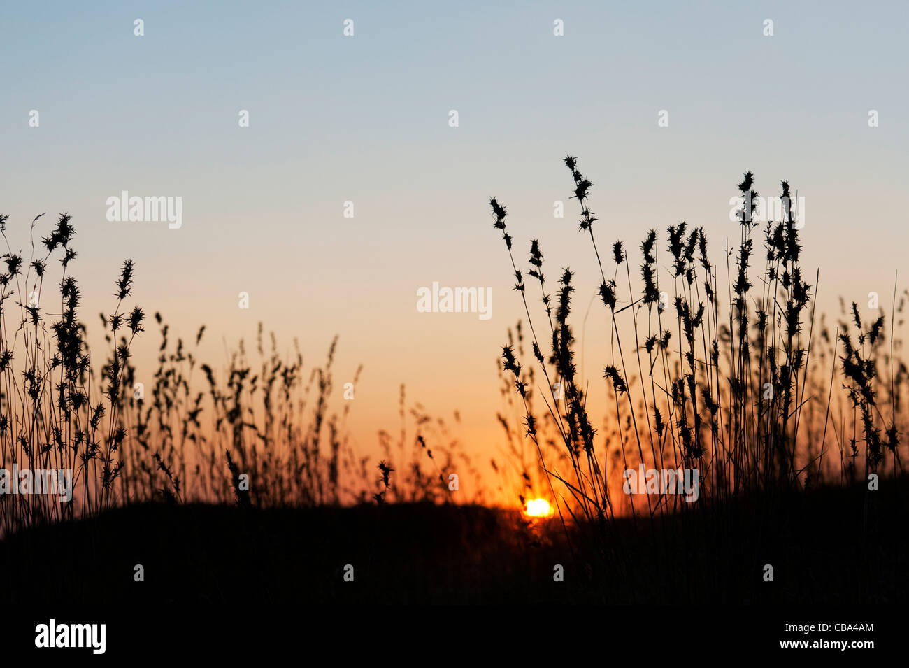 India sun plants hi-res stock photography and images - Alamy