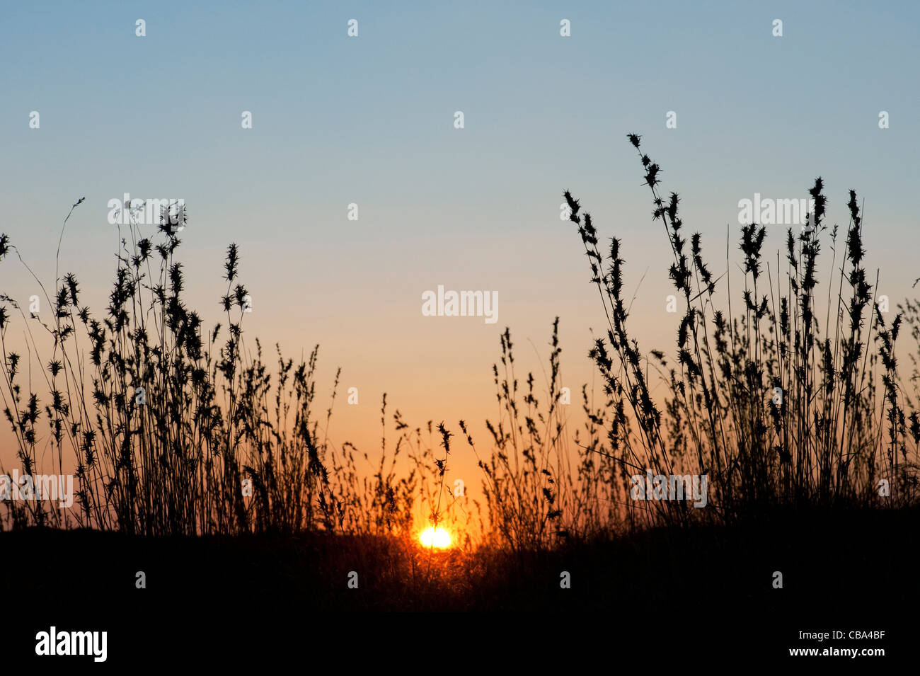 Plants silhouettes hi-res stock photography and images - Alamy
