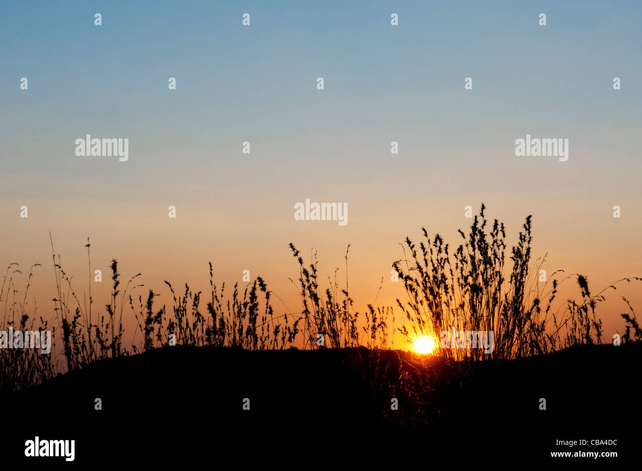 Indian grasses in the countryside at sunset. Andhra Pradesh, India ...