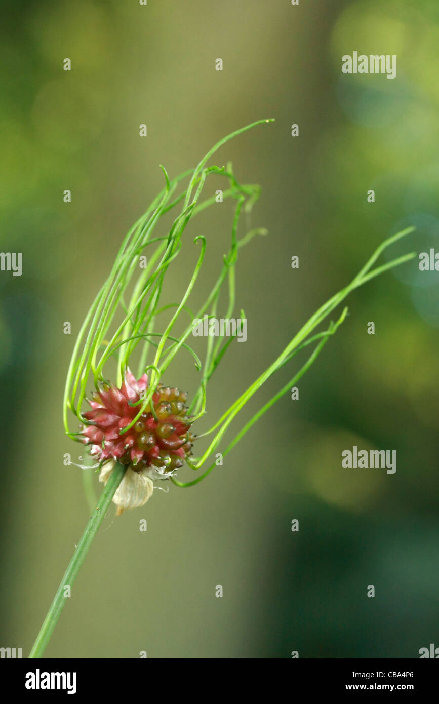 The flower of a Wild Onion (Crow Garlic) - Allium vineale Stock Photo ...