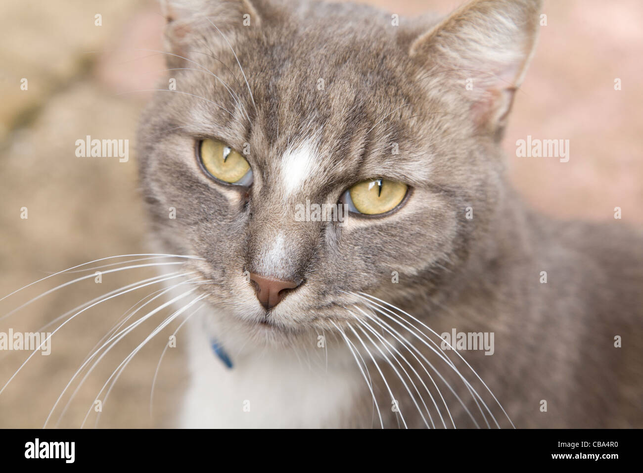 Grey tabby cat Stock Photo - Alamy