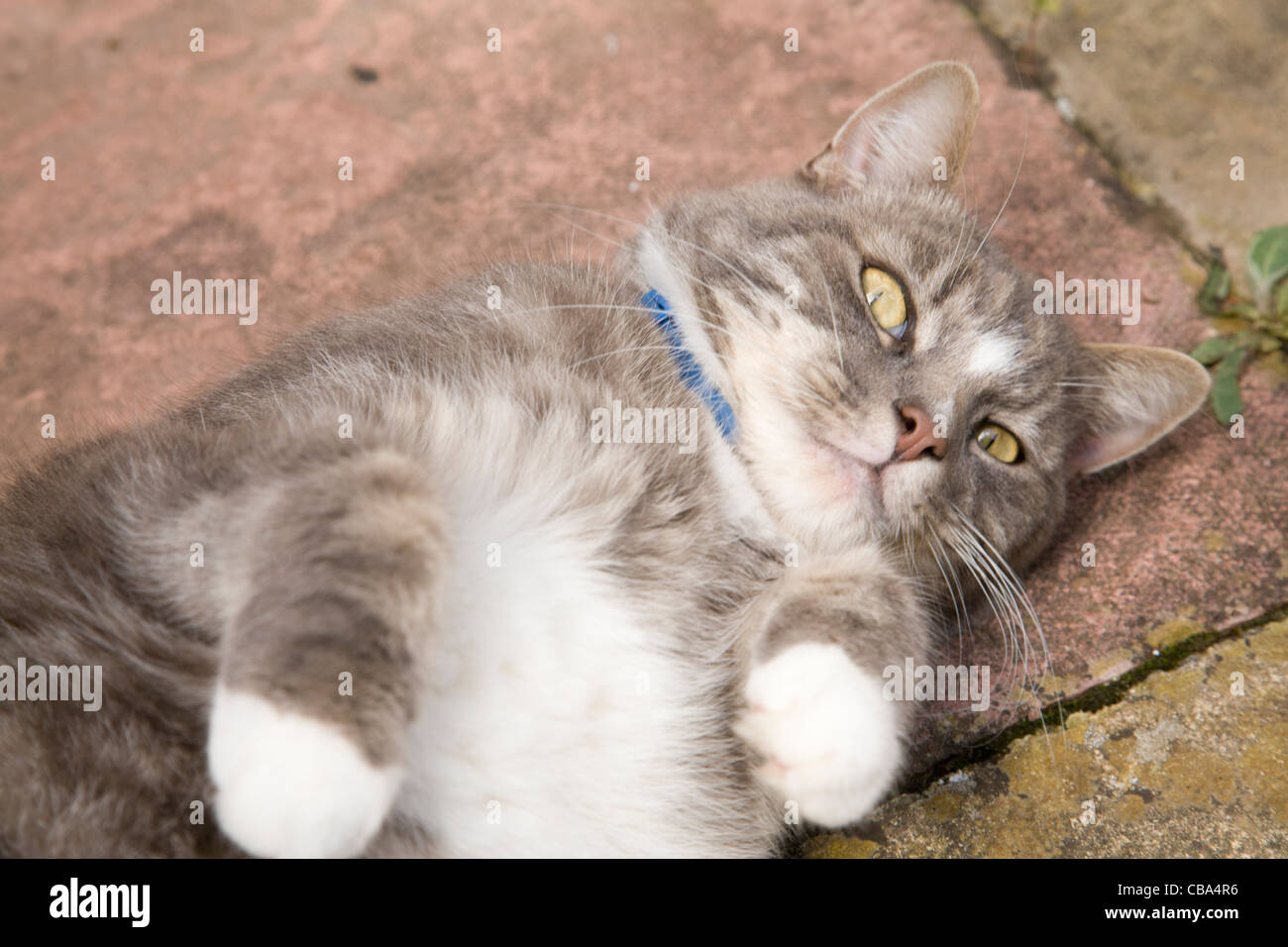 Grey tabby cat Stock Photo - Alamy