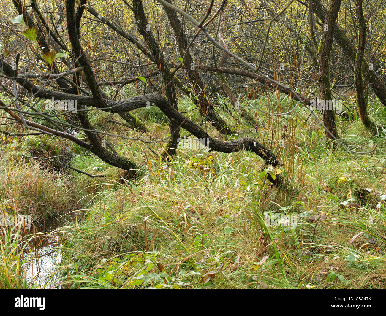 highmoor, hill moor, continental raised bag / Arracher Hochmoor ...