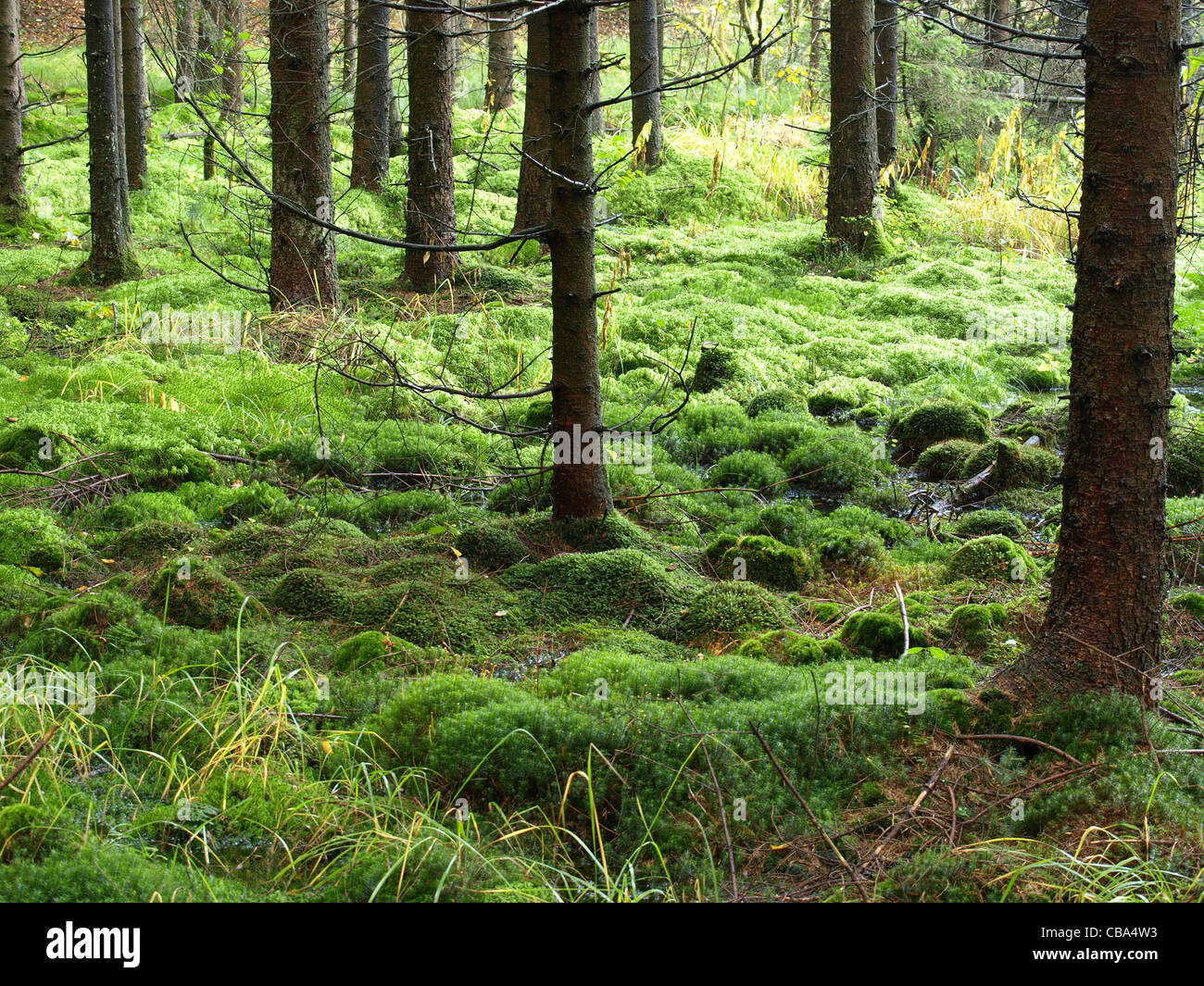 Wet grassland moorlands hi-res stock photography and images - Alamy