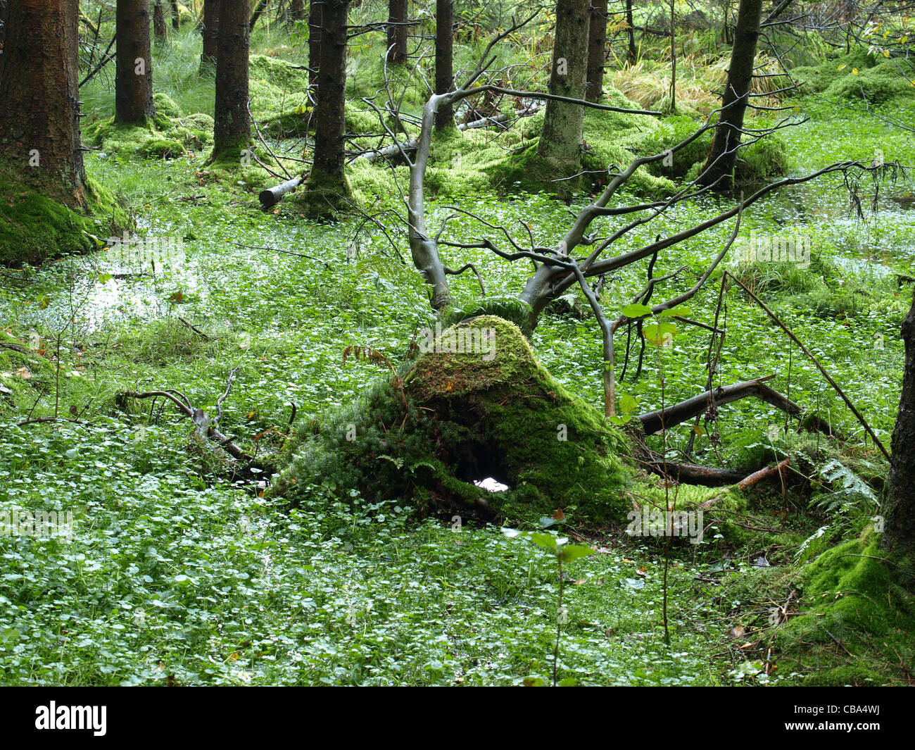 highmoor, hill moor, continental raised bag / Arracher Hochmoor ...