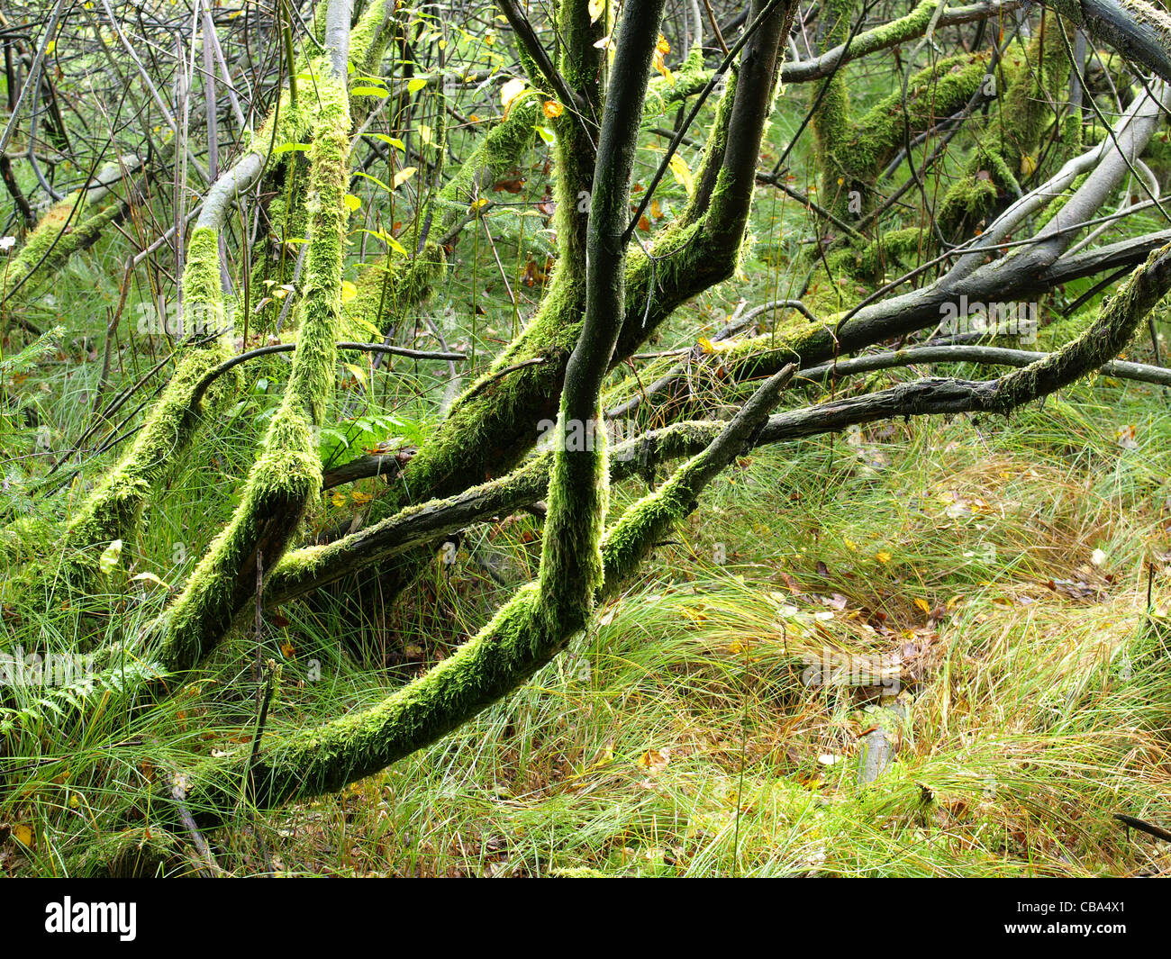 highmoor, hill moor, continental raised bag / Arracher Hochmoor ...