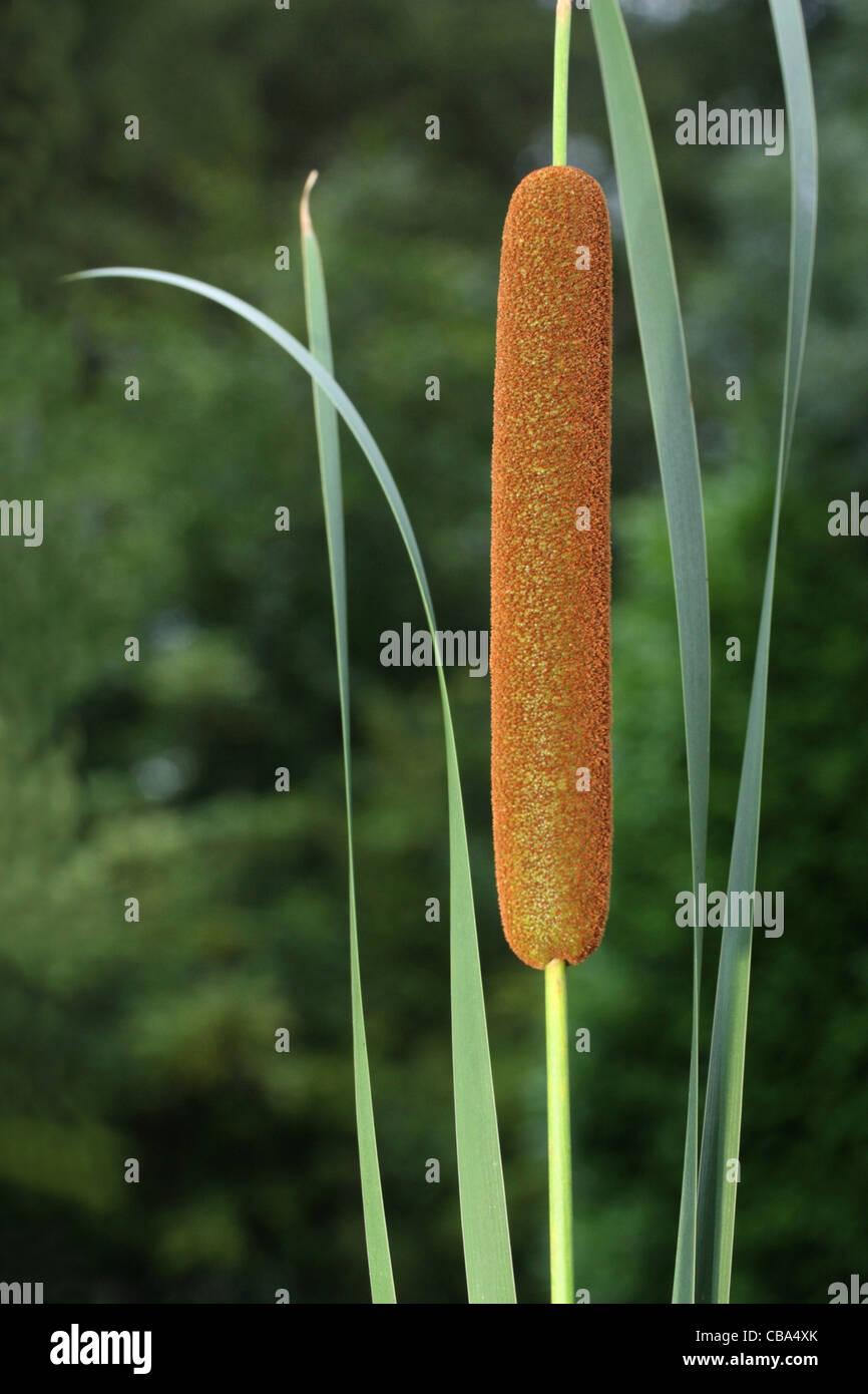 Lesser Reedmace (Bulrush) - Typha angustifolia Stock Photo - Alamy