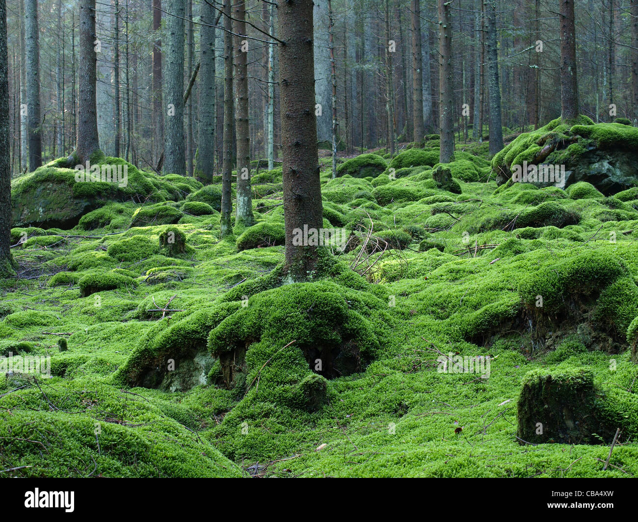 Wood landscape with moss / Wald Landschaft mit Moos Stock Photo - Alamy