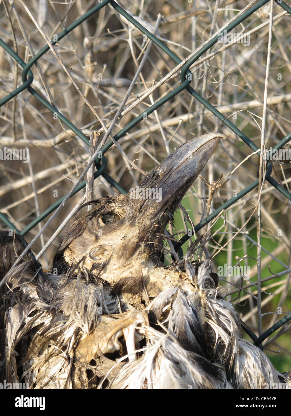 Dead crow fence hi-res stock photography and images - Alamy