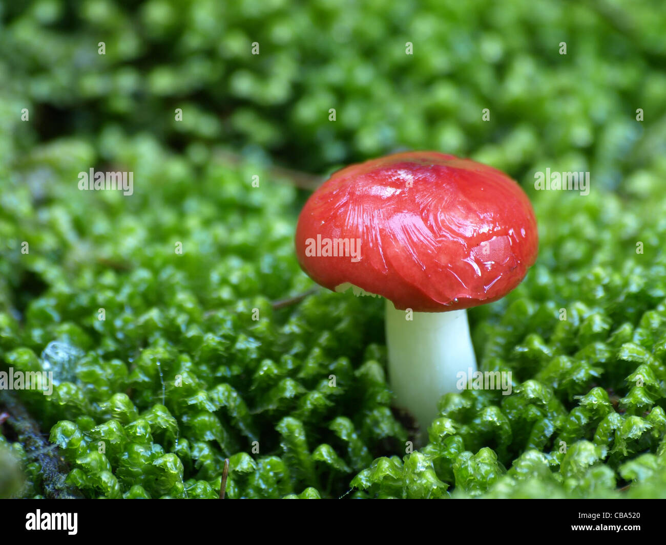 mushroom, fungus / Pilz Stock Photo - Alamy